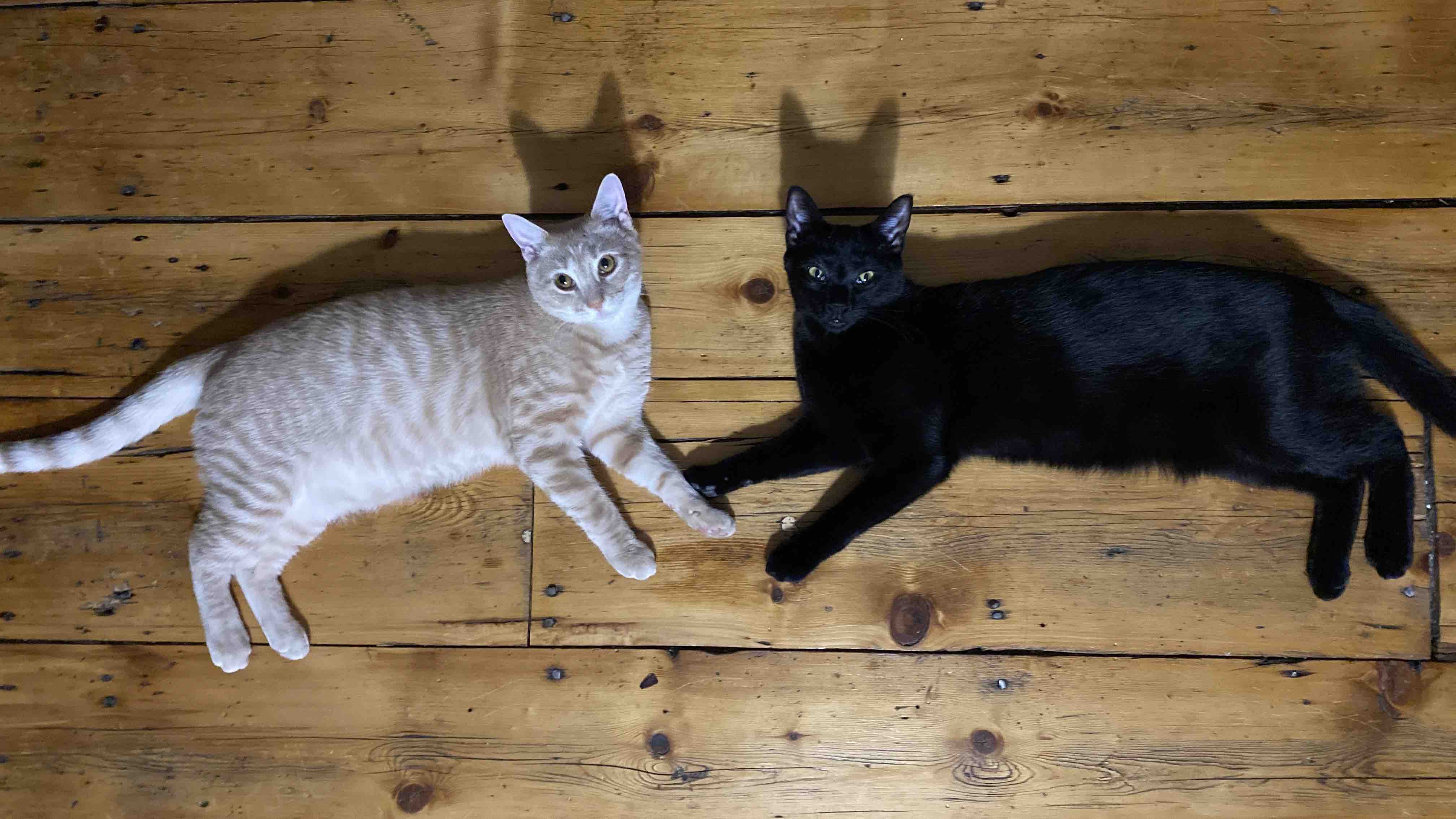 Fundraiser by Autumn Watson : Help Autumn with Bill and Ham’s Vet Bills