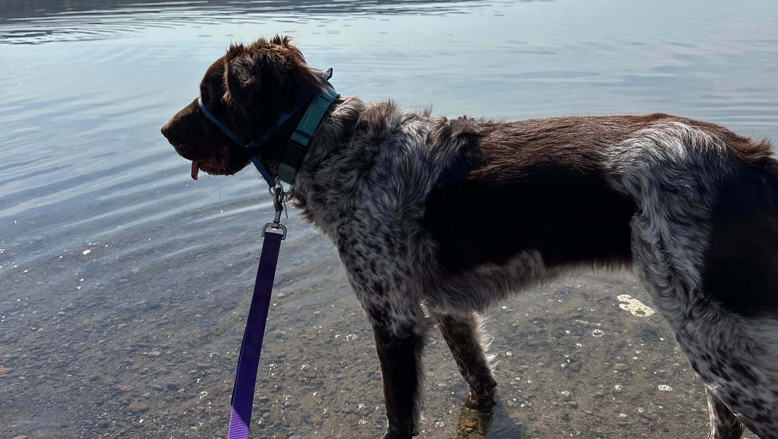 Fundraiser by Jenna Calabrese Vaeth : Izzy’s give back to her rescue ...