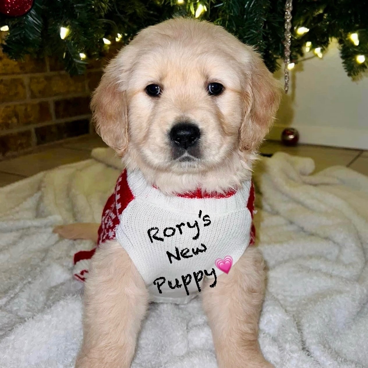 Fundraiser by Meg Bassett : Help Rory get her Golden Retriever puppy!