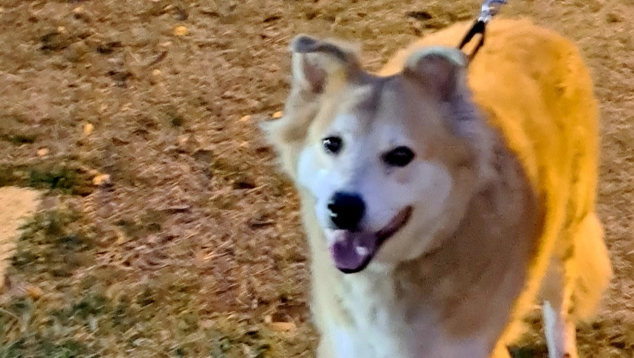 Fundraiser by Mary Brophy-Lee : My Dog Reece needs Your Help!