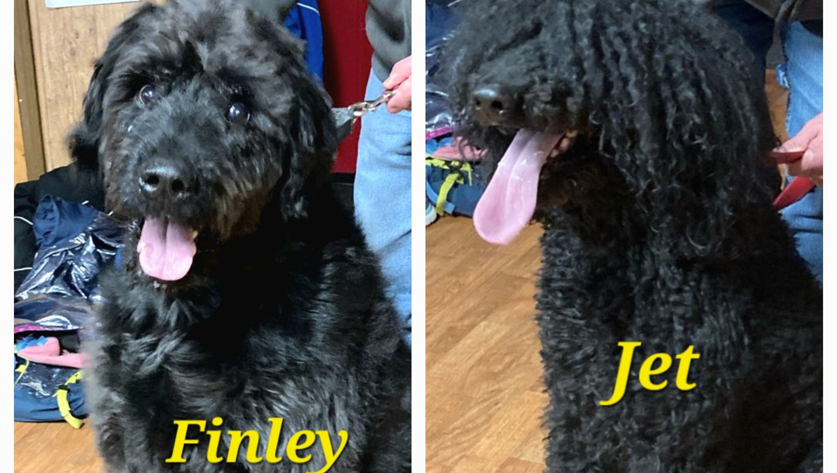 Fundraiser by Lauren Morton : Jett and Finley Travel to Wisconsin