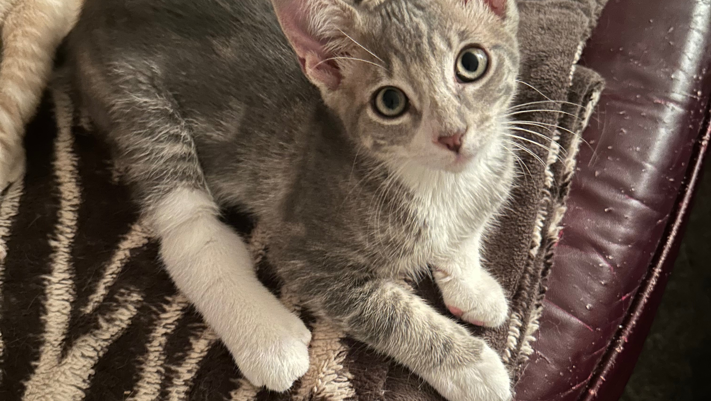 Fundraiser by Patty Scott : Puffy the Kitten and his Rare Disorder