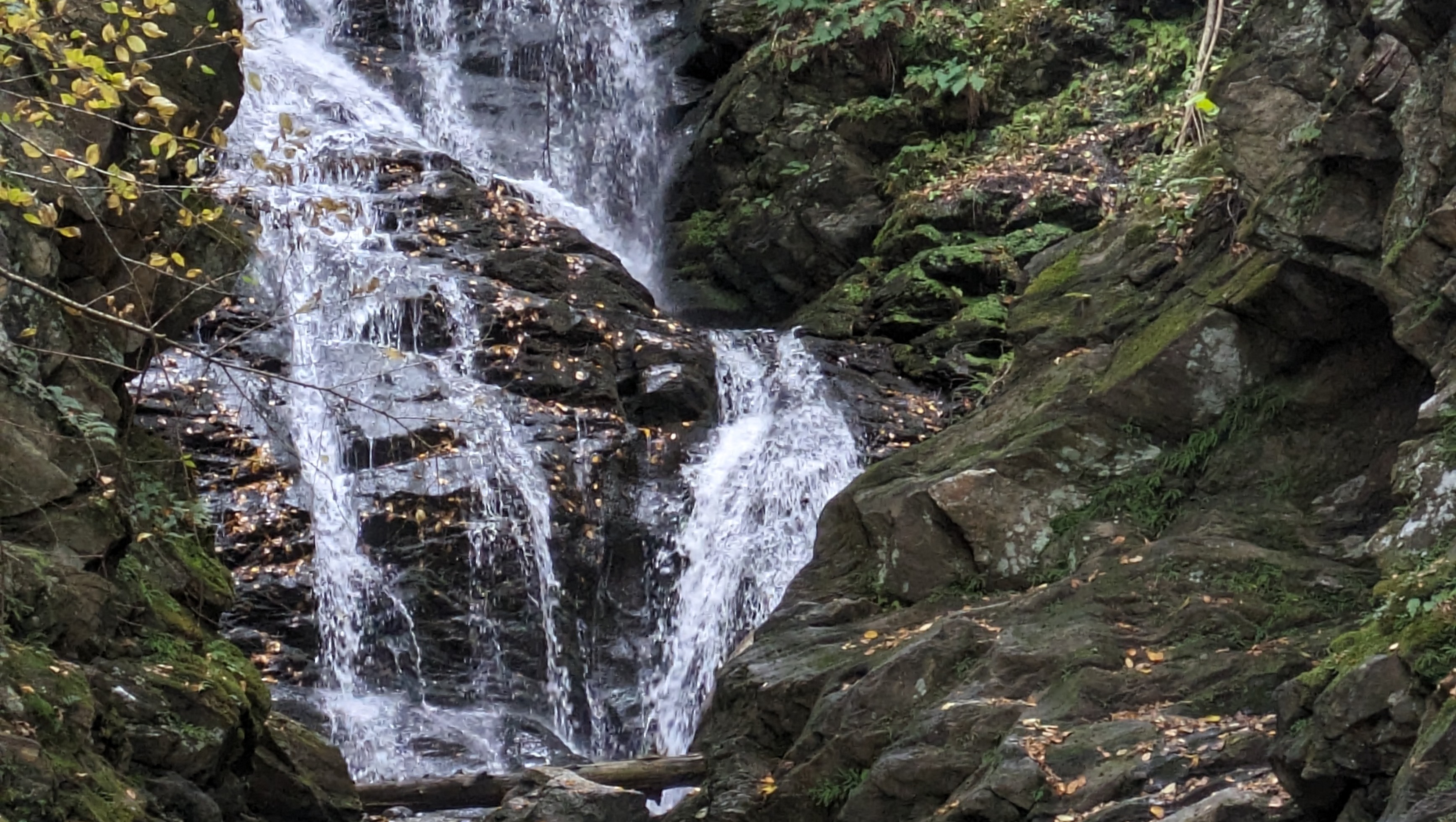 Fundraiser for Logan Carpenter by David S Dubov-Flinn : Help a Beloved ...