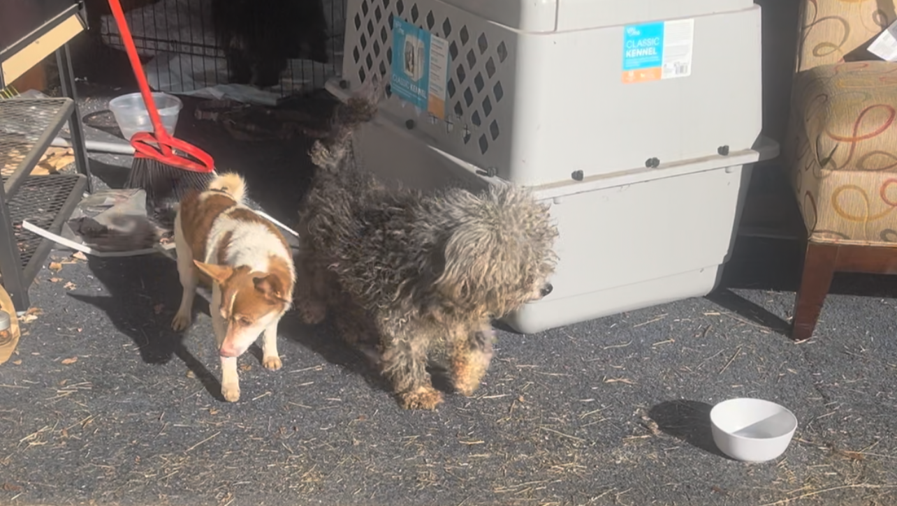 Fundraiser by Mac Dizzle : Saving 3 Severely neglected dogs