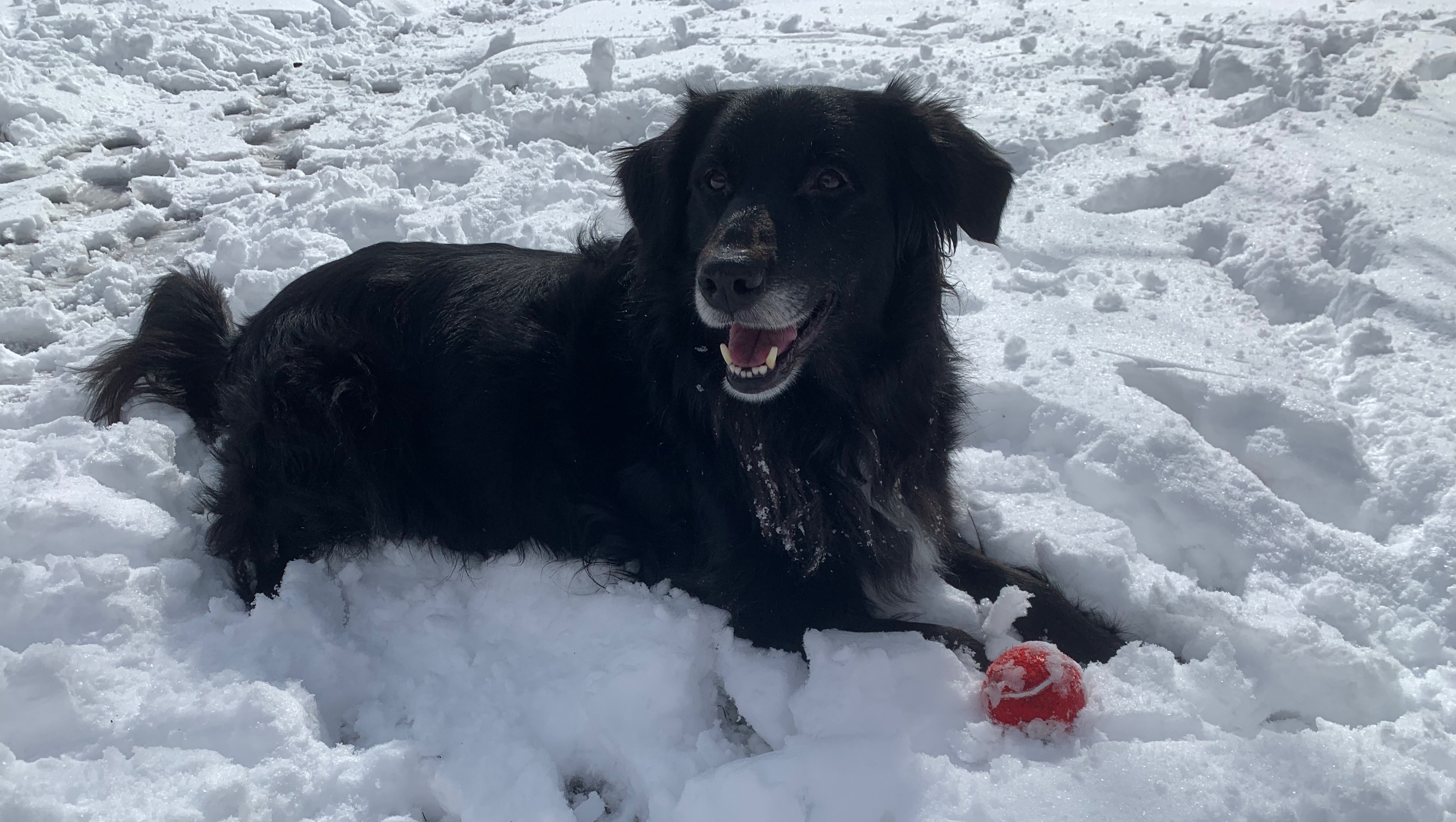 Fundraiser by Lana Riccio : Shiloh's surgery & cremation cost