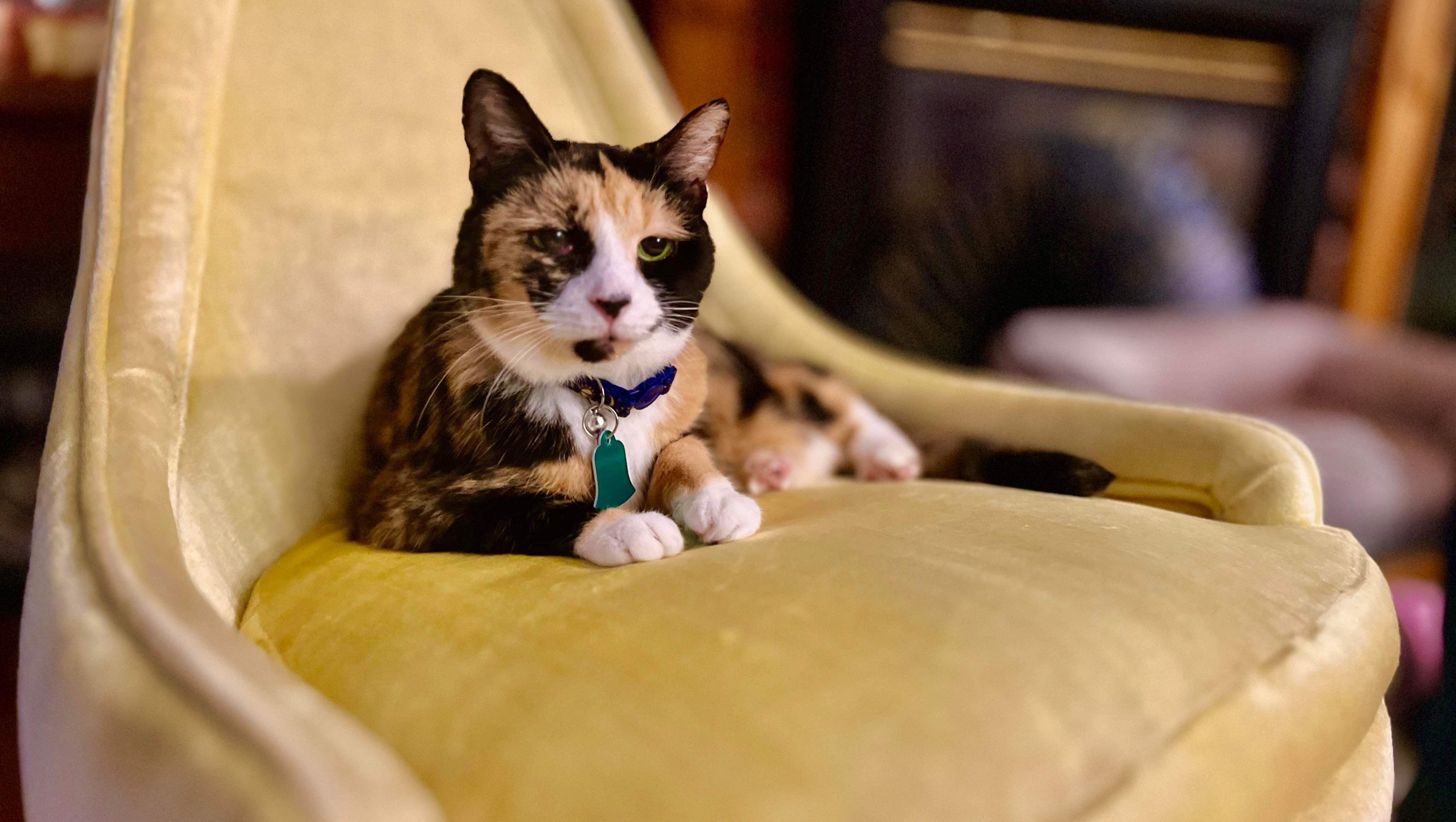 Fundraiser by Jeremy Mele : Pumpkin's Cancer Surgery and Post-Op Recovery