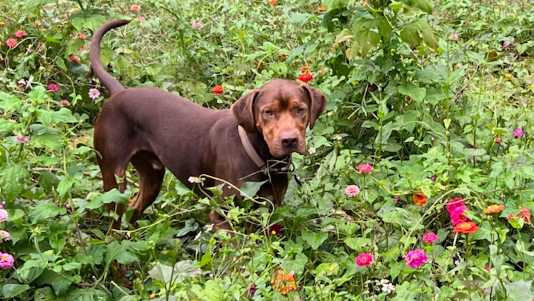 Fundraiser for Kerrie Wharton by Sara Henry : Sweet Roux's Medical Fund