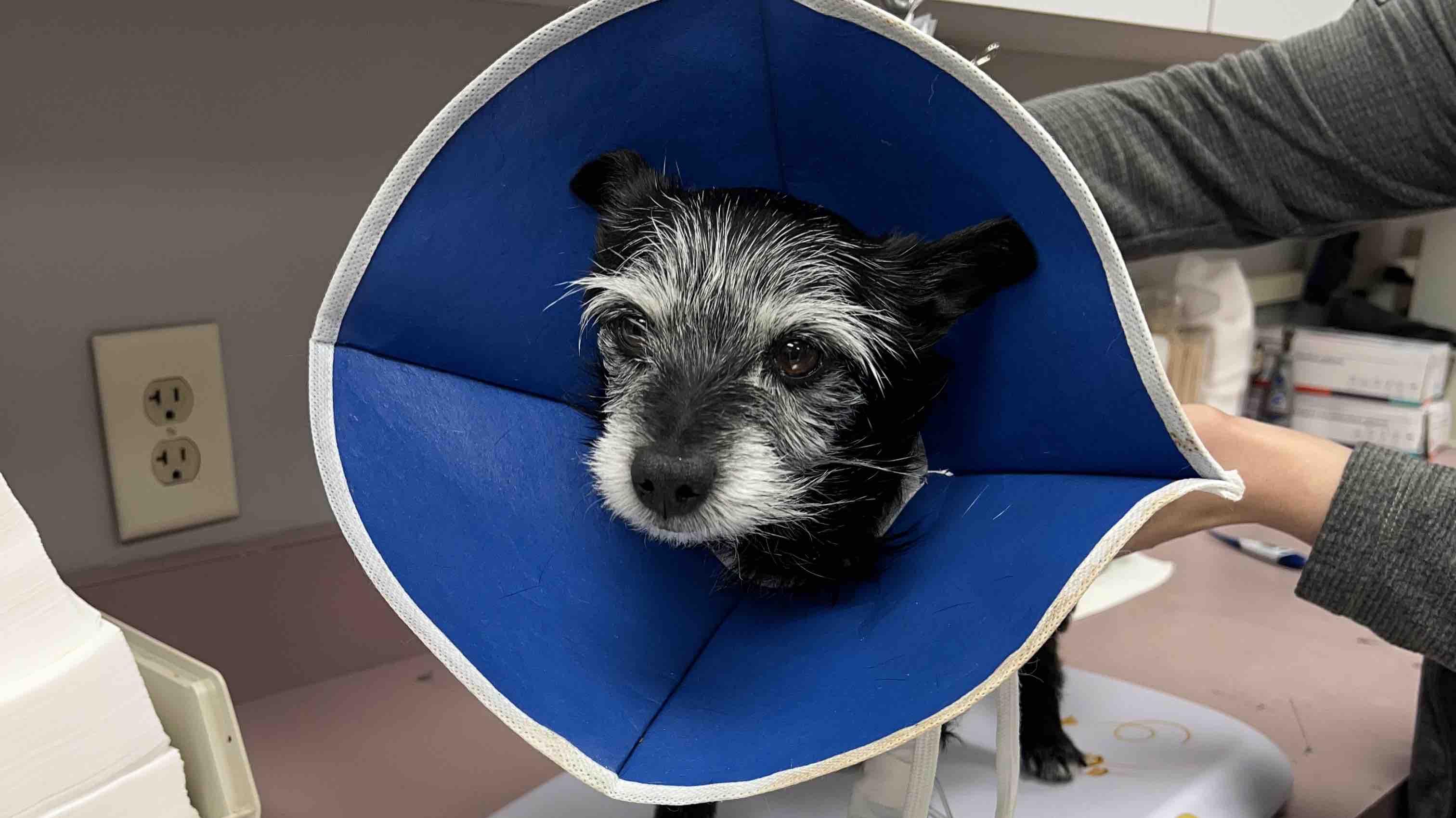 Fundraiser by Heidi Priest : Help Save Stormy