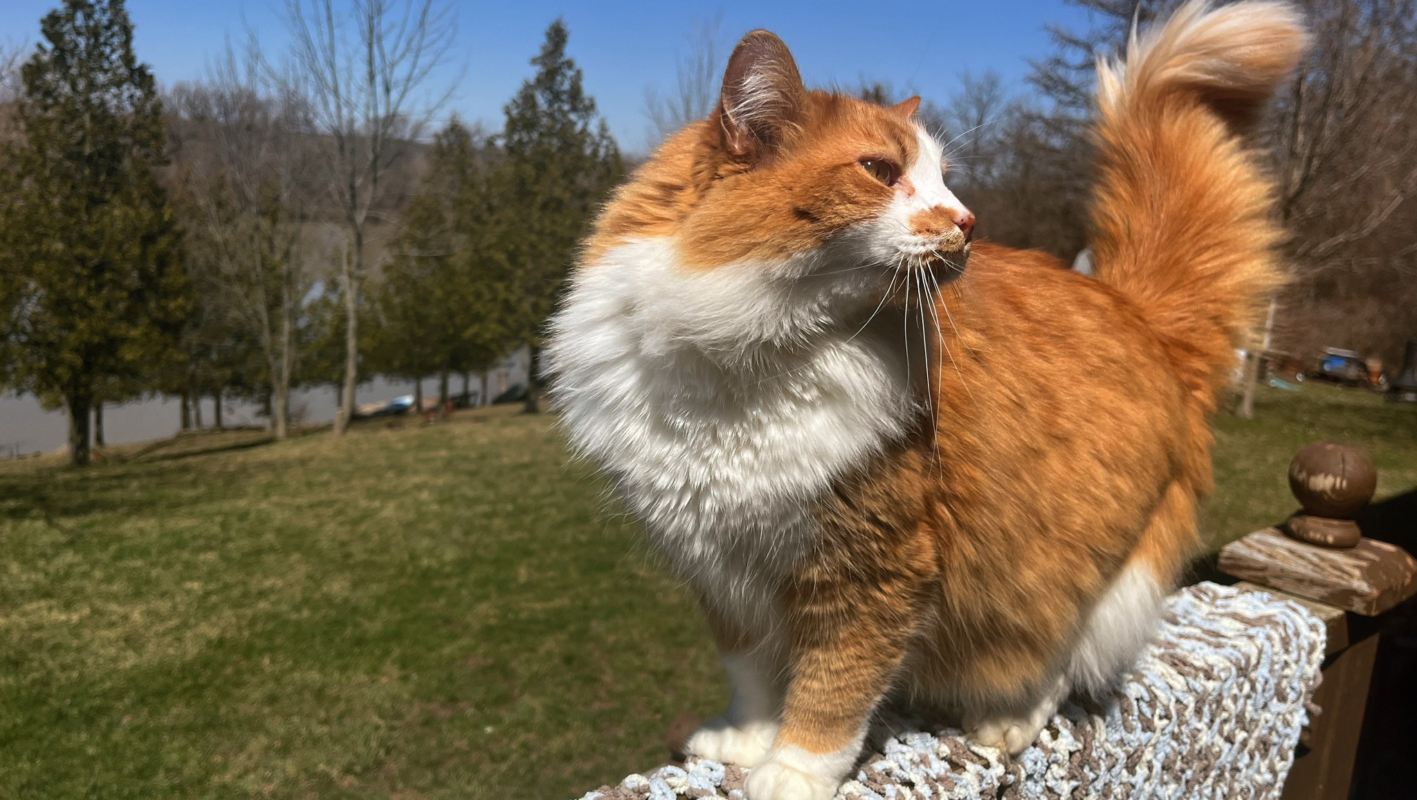 Fundraiser by Catherine Robert-Frigon : Winston’s Emergency Veterinary ...