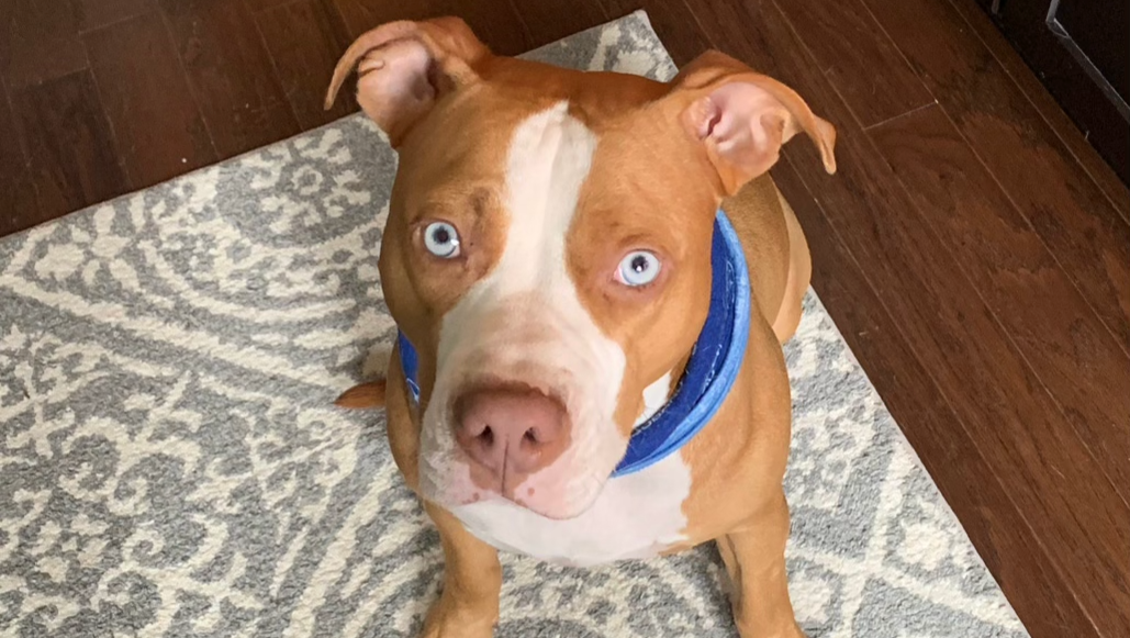 Fundraiser for Chris Morris by Erica Thomas : Ginger's Fight Against ...