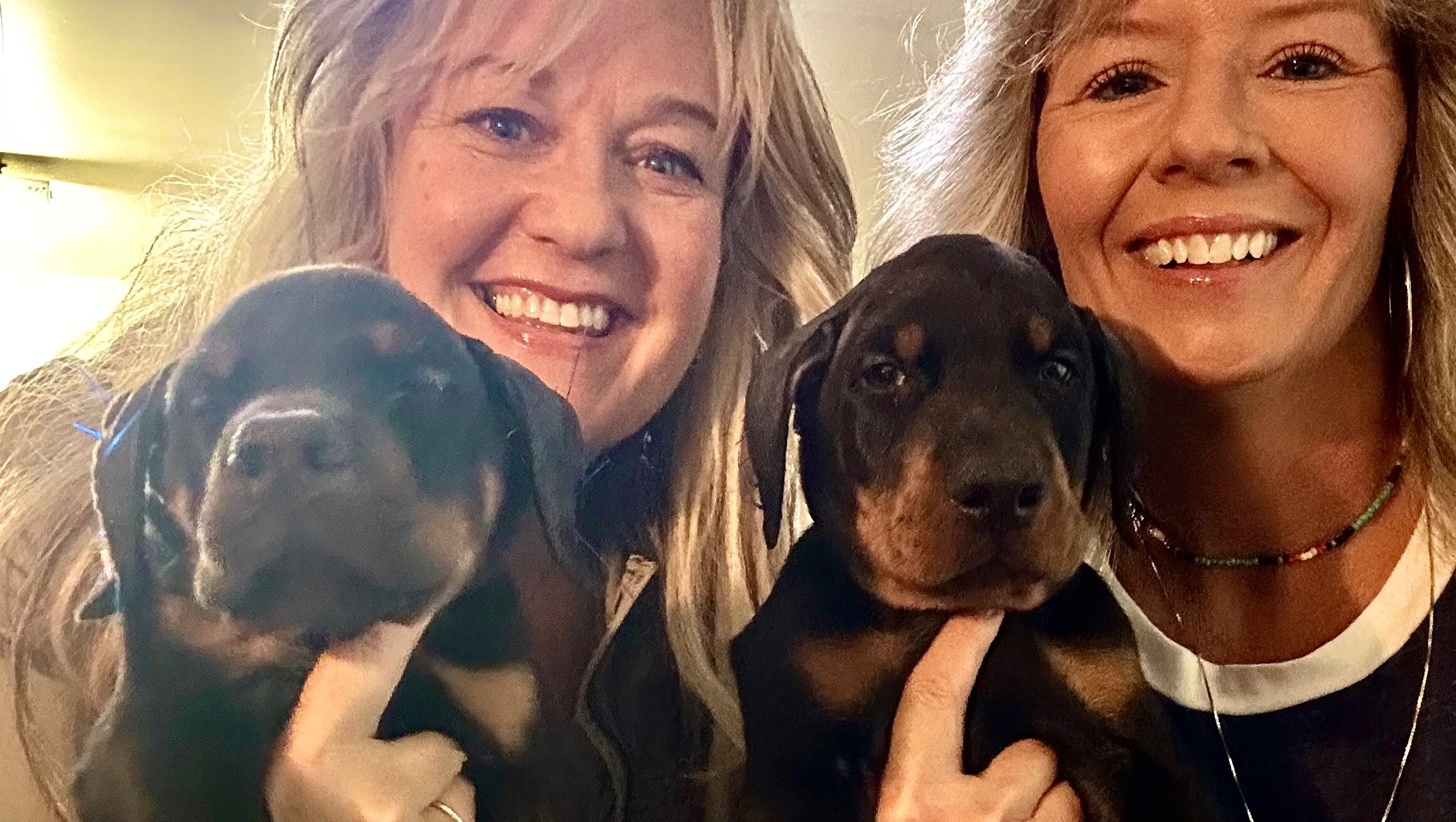 Fundraiser for Stephanie Sullinger by Heather Allen : Doberman breeder ...