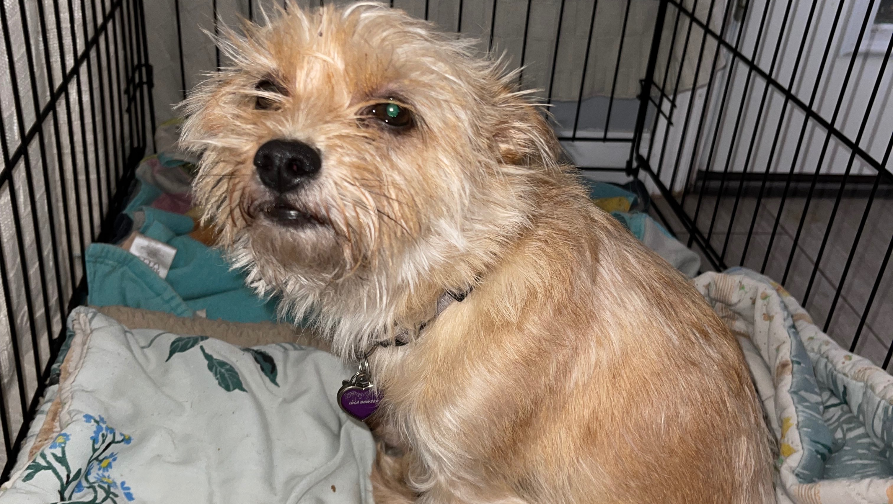 Fundraiser by Taina Bowser : Give Lola a fighting chance with surgery!