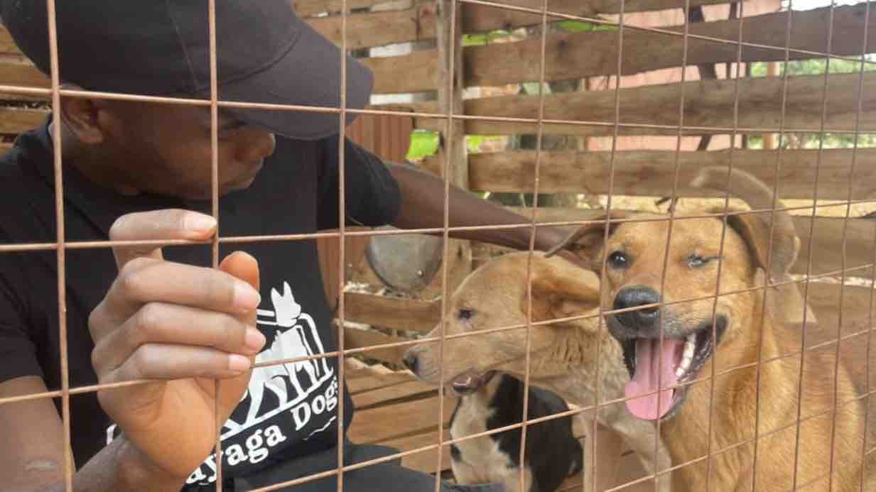 Fundraiser by Asim Amin : Funds for Makayaga dogs