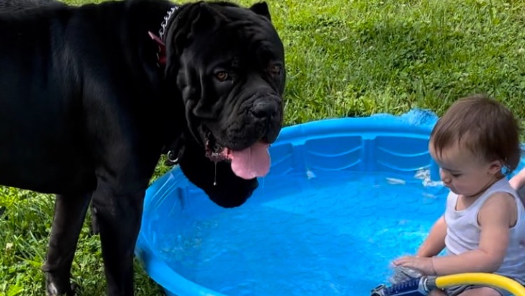 Fundraiser by Tammy Rutherford : Justice for Kuro help fight & save ...