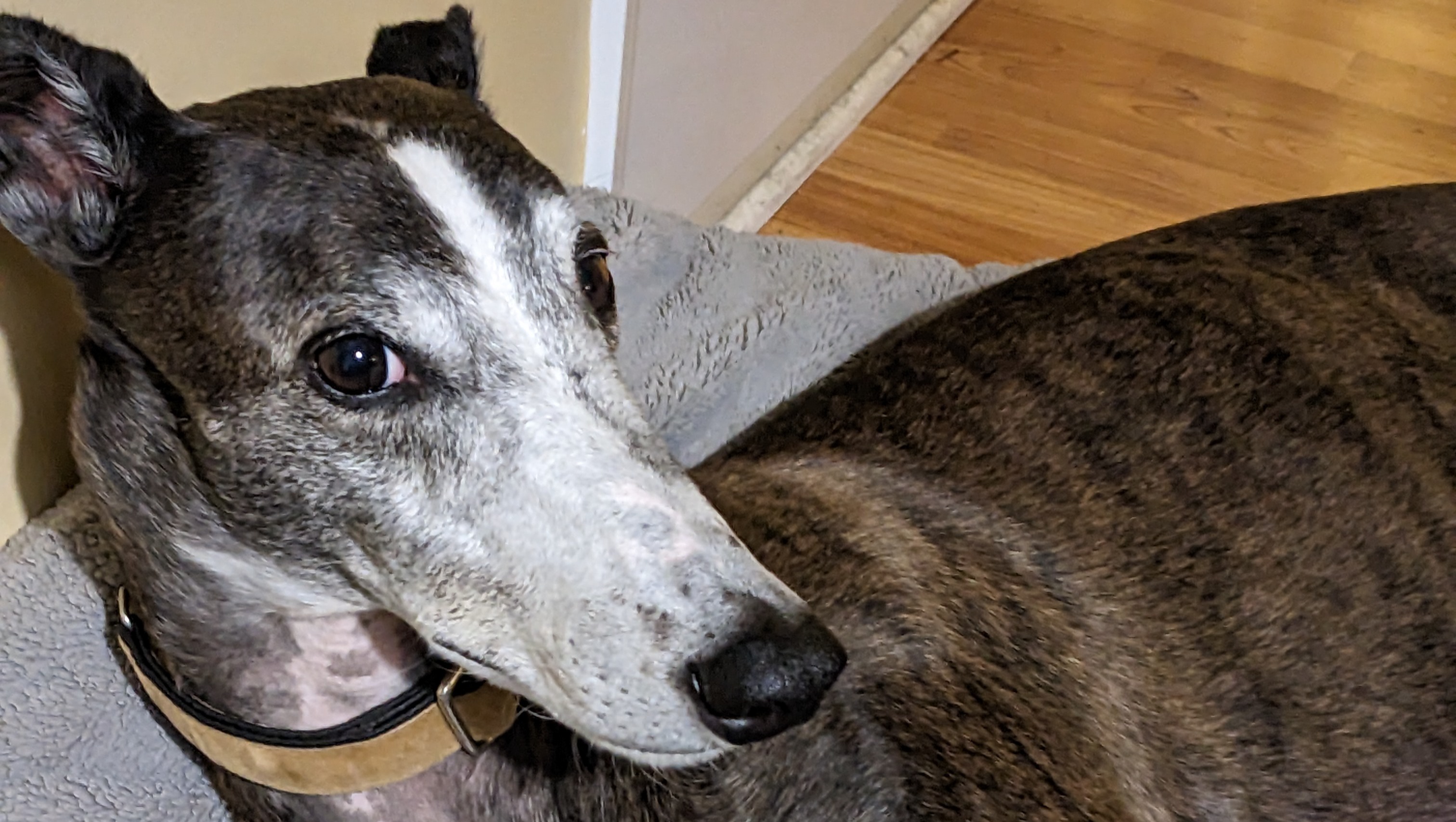 Fundraiser by Janice Alden : Zen's Emergency Medical Care