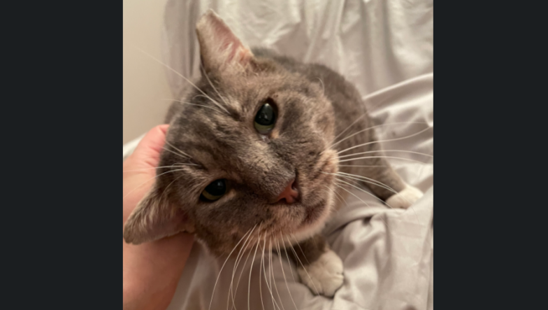 Fundraiser by nancy dauti : Dental surgery for Deebo!