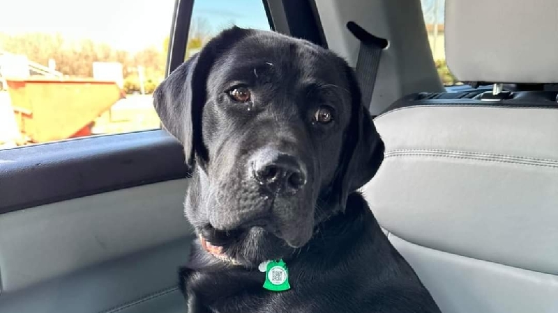 Fundraiser by Nancy Blasko : Bring Gigi home - No questions asked