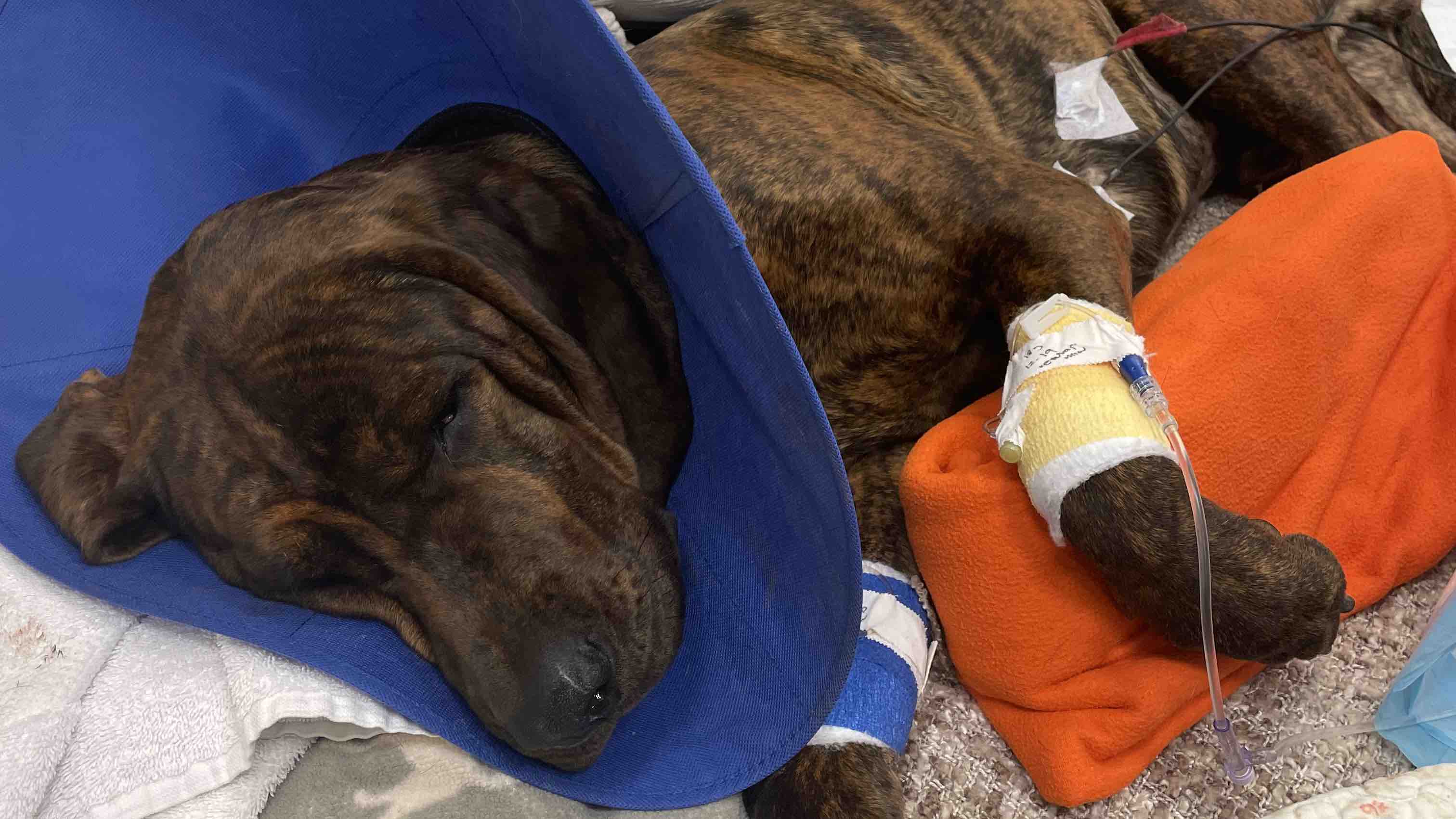 Fundraiser by Dakota Mundy : Jethro the Hound Vet Bills