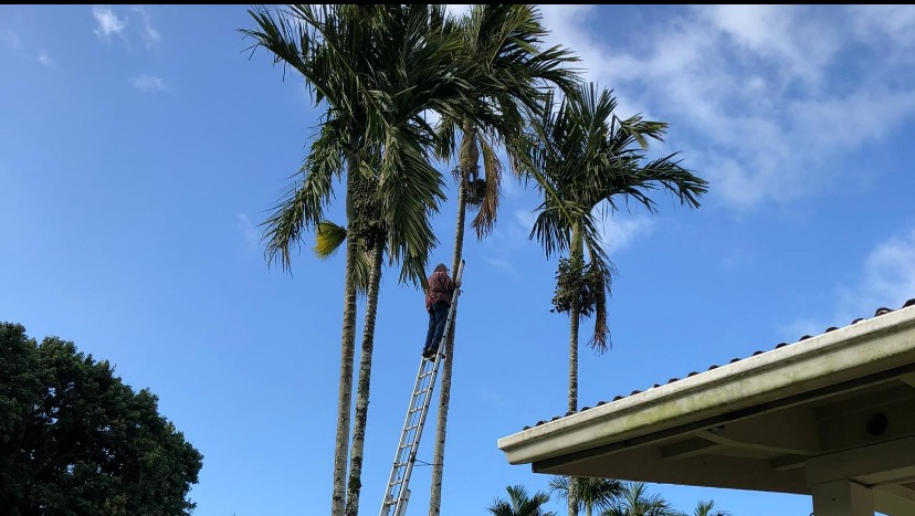 Fundraiser for Darren Ohashi by Michael Rabago : Peter Hiroshi Ohashi