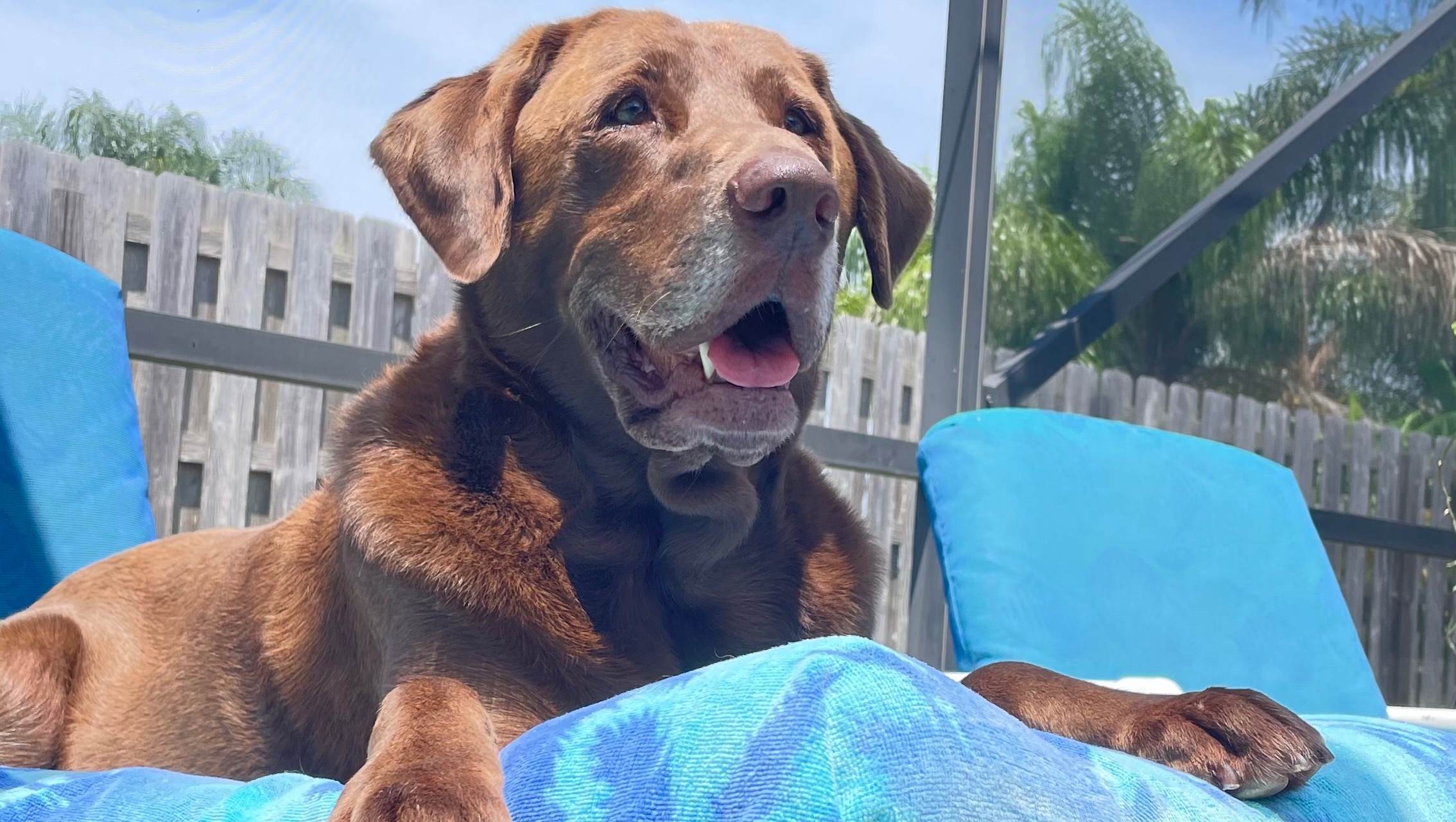Fundraiser by Leslie Yates Brasher : Help Guinness with his surgery