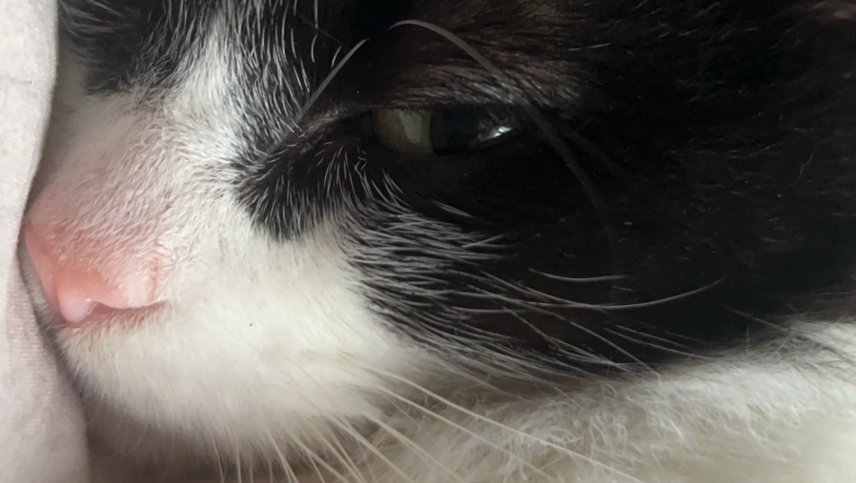 Fundraiser by Charlie Noone : Max Emergency Vet Bill