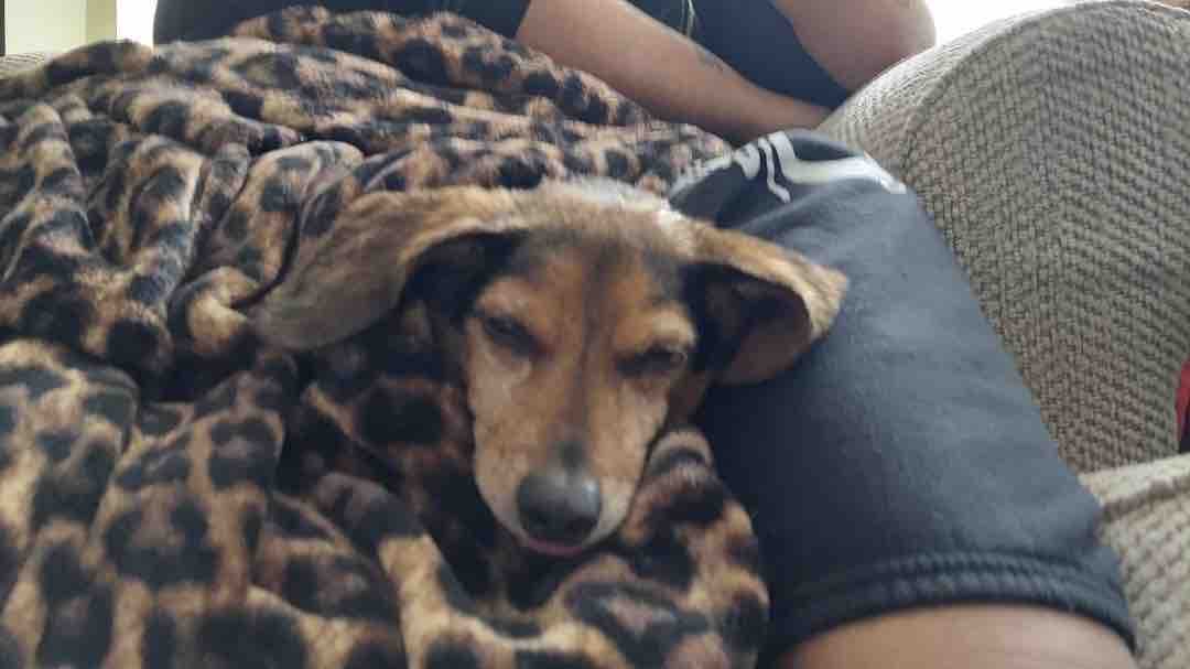 Fundraiser by Brandon Avery : Help Klink get mouth surgery