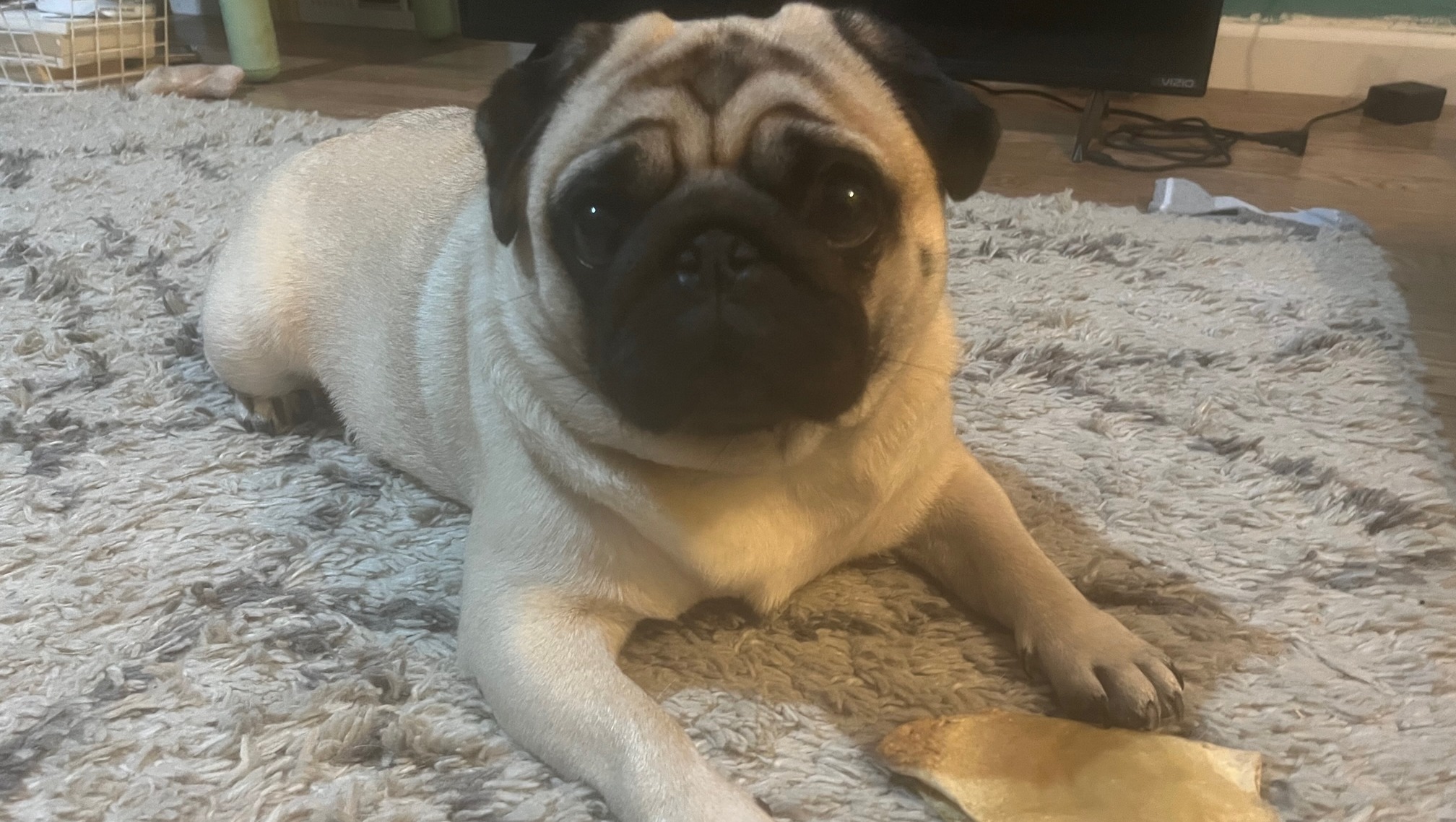 Fundraiser by Angela Tyler : Matilda the Pug needs medical treatment