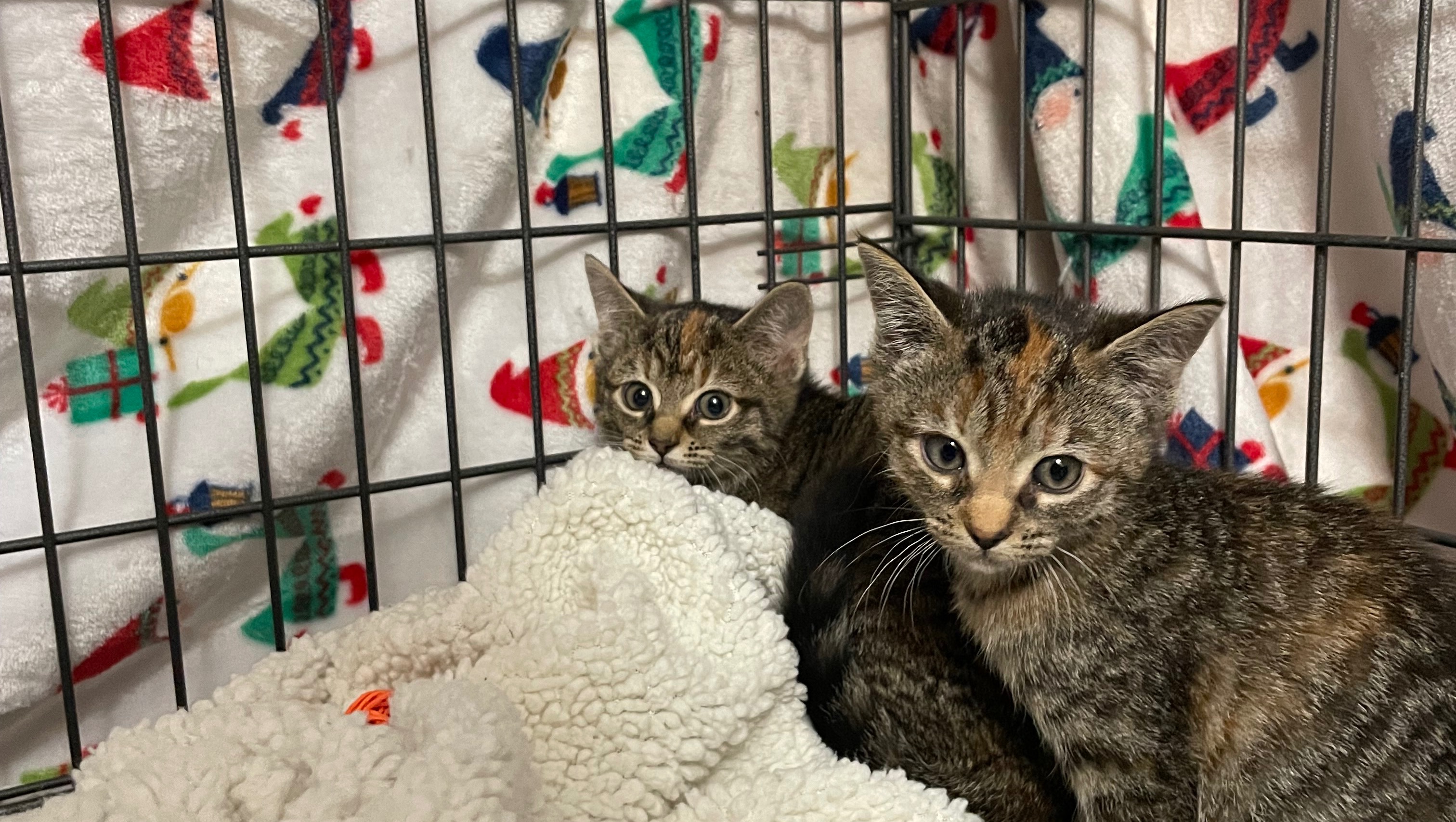 Fundraiser by Hope Irwin : Tim’s Kittens Need a Christmas Miracle