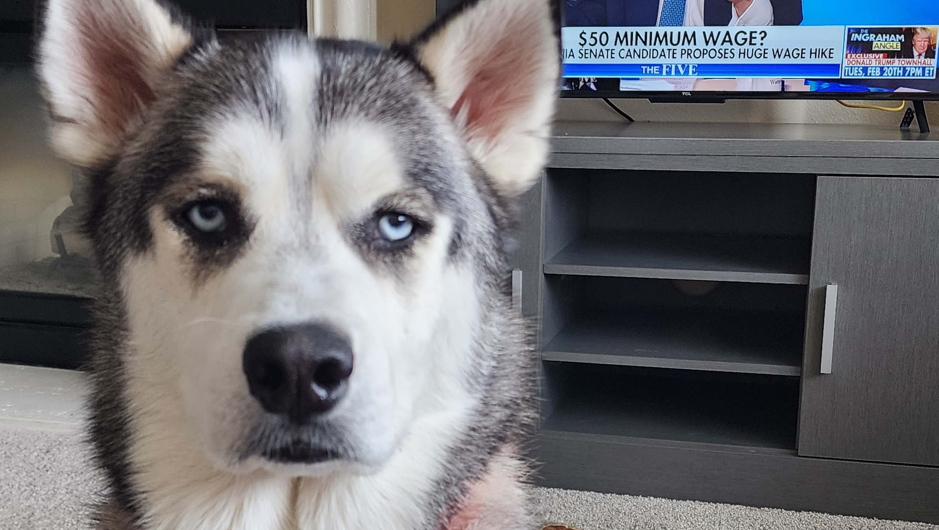 Fundraiser by Felisha Rogers : Help Save Banshee - it's time for shunt ...