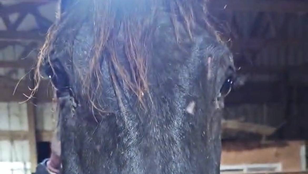 Fundraiser by Pam Martin : Saving Jasmine the Standardbred