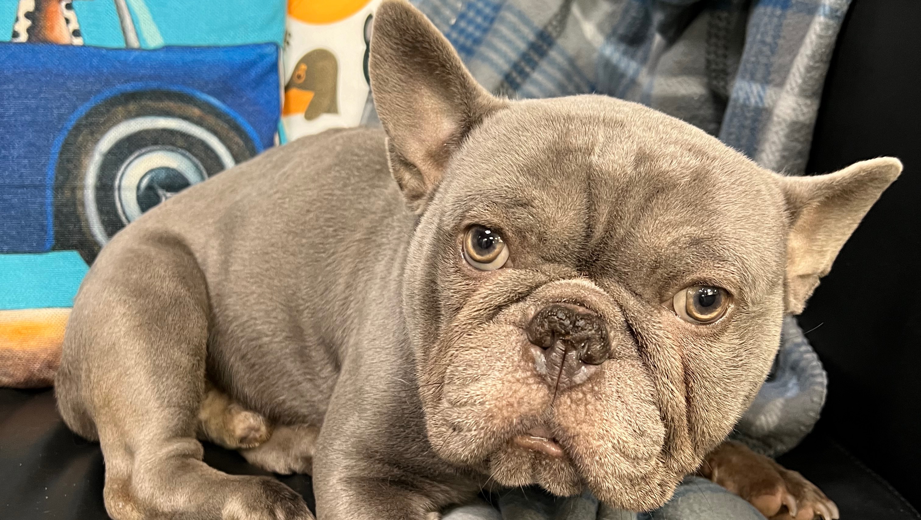 Fundraiser by Catherine Cox : Very sick Frenchie that was dumped!