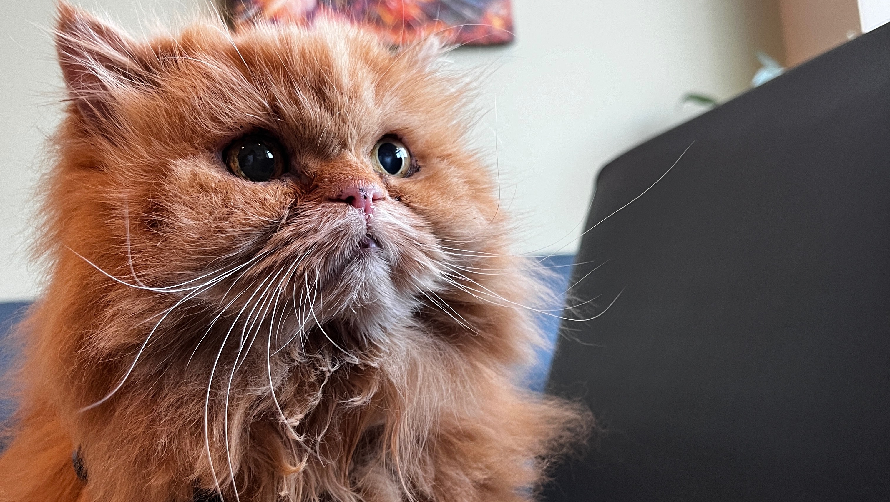 Fundraiser by Krystle Baker : Percy’s Eye Removal Surgery