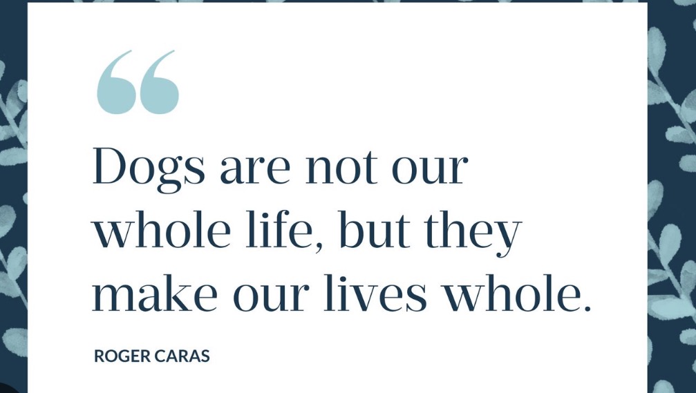 Fundraiser by Marianne Ross : Help send a VCAS behavioral dog to Board ...