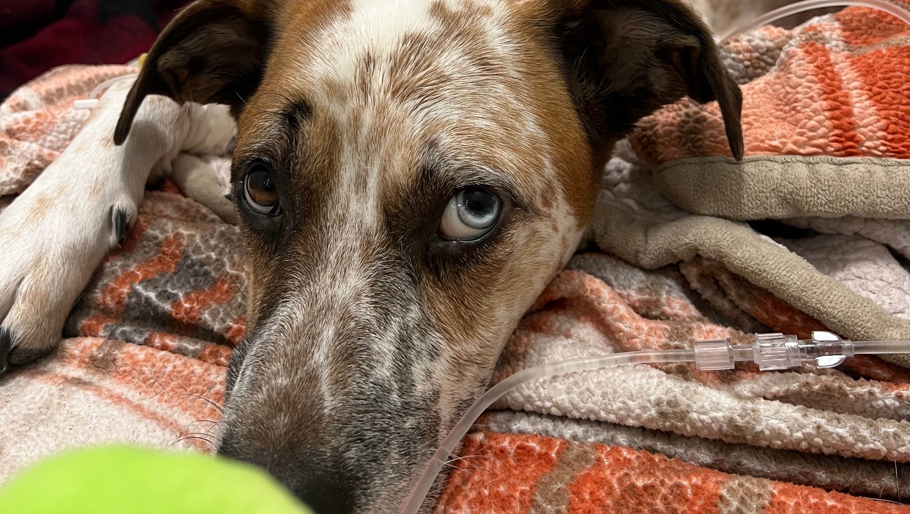 Fundraiser by Willow Beccia : Rusty