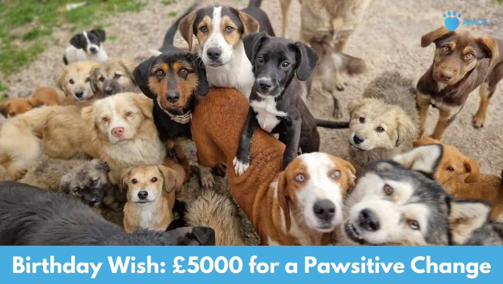 Fundraiser by Reema Shafiq : Amos Birthday Wish £5000 for a Pawsitive Change