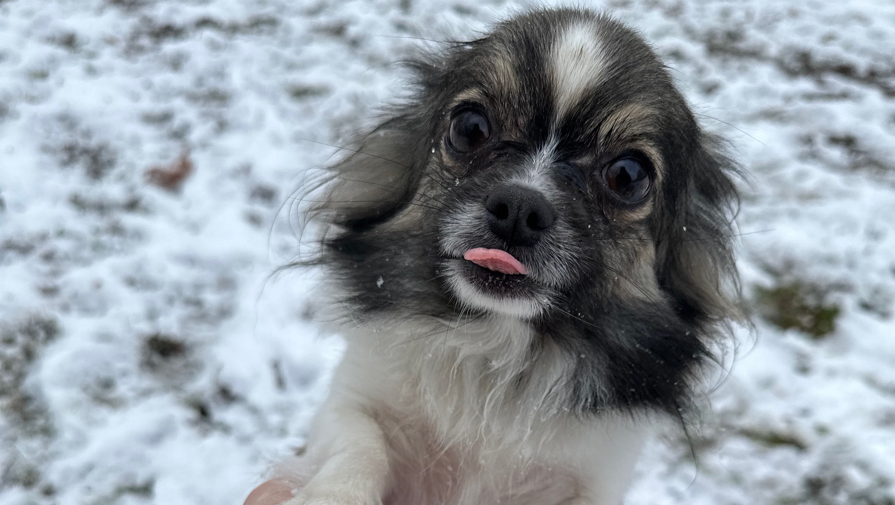 Fundraiser by Samuel Larson : Stella’s vet bill.