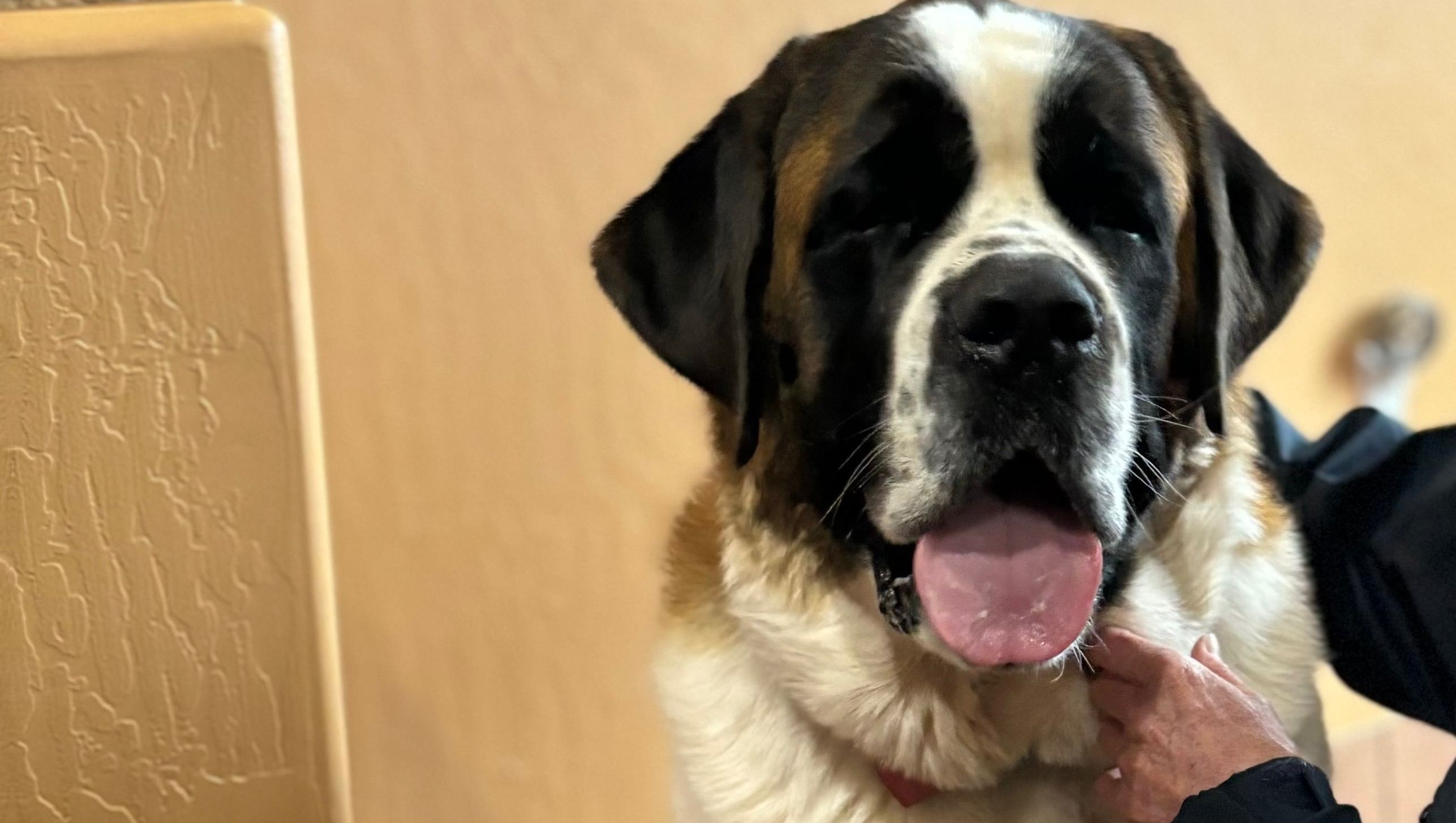 Fundraiser by Meredith “Dewey” Reen : Help Jojo, the abandoned St ...