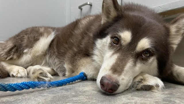 Fundraiser by Heather Varden : Emergency surgery for Georgia