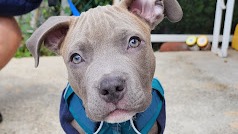 Fundraiser by Alexander E. Klein : Sean Casey Animal Rescue Spay and ...