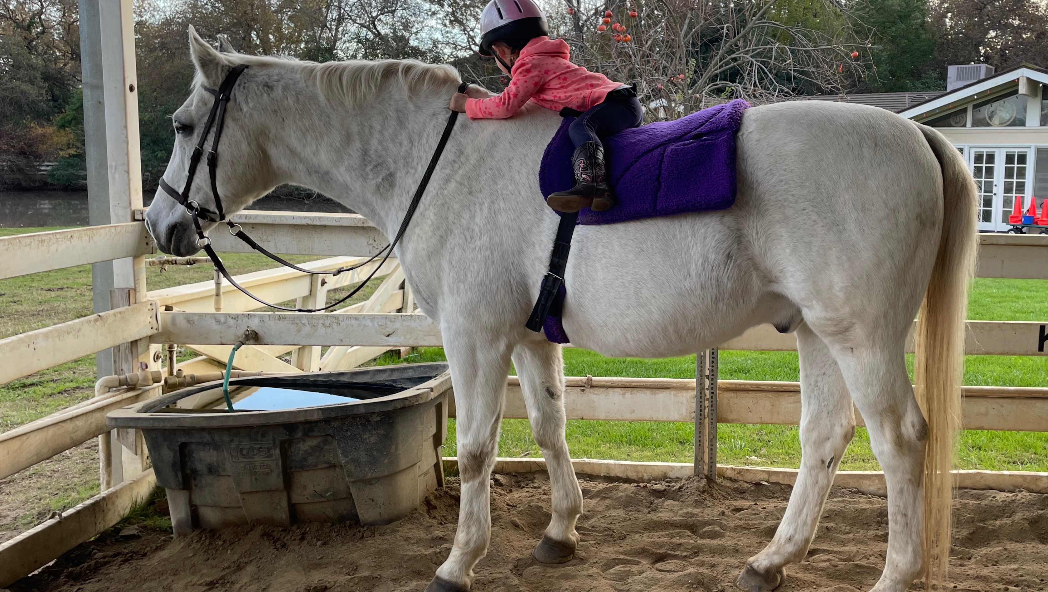 Fundraiser by Heather Lynne Manfredda : Apollo’s Medical Bills