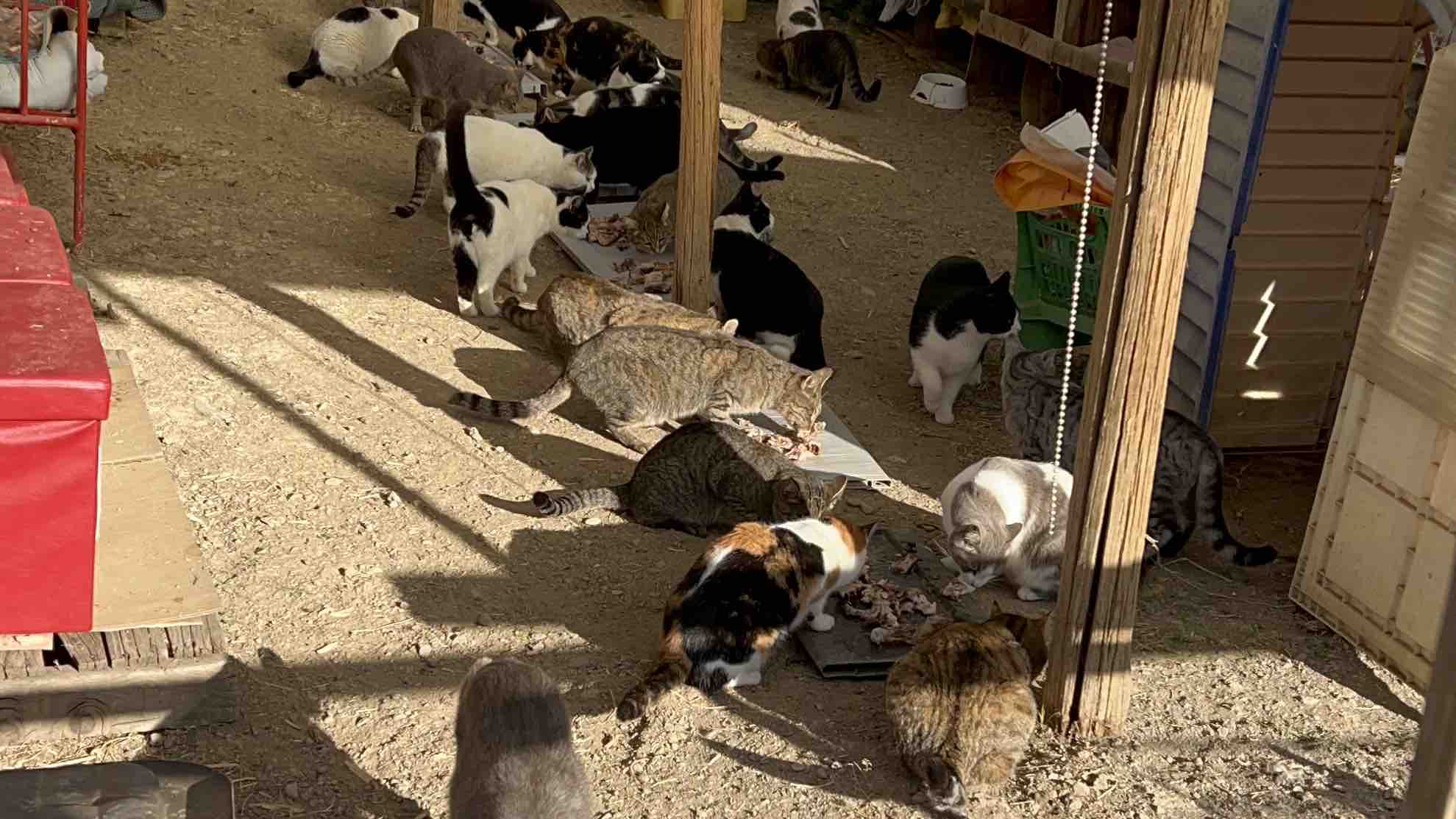 Fundraiser by CARLA FRENI : SERVE PAPPA PER TUTTI ️