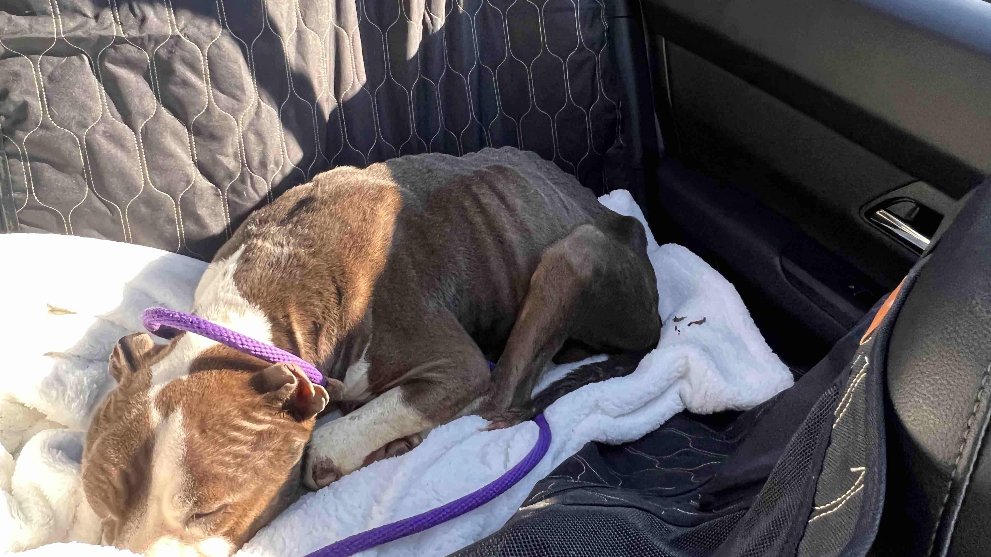 Fundraiser by Grace Kirkpatrick : Miracle has to be hospitalized please ...
