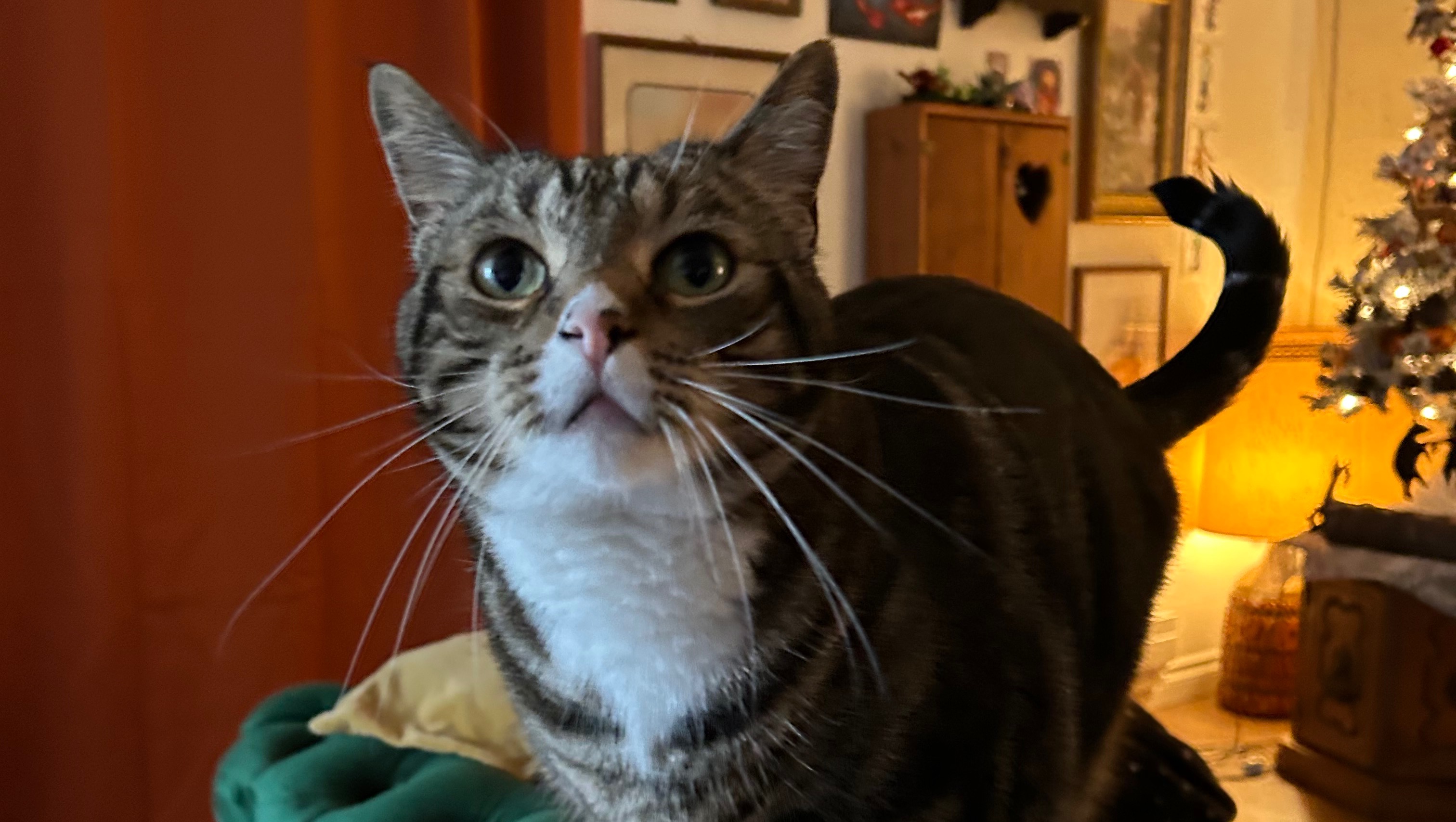 Fundraiser by fox rees : Pollux’s Medical Bills