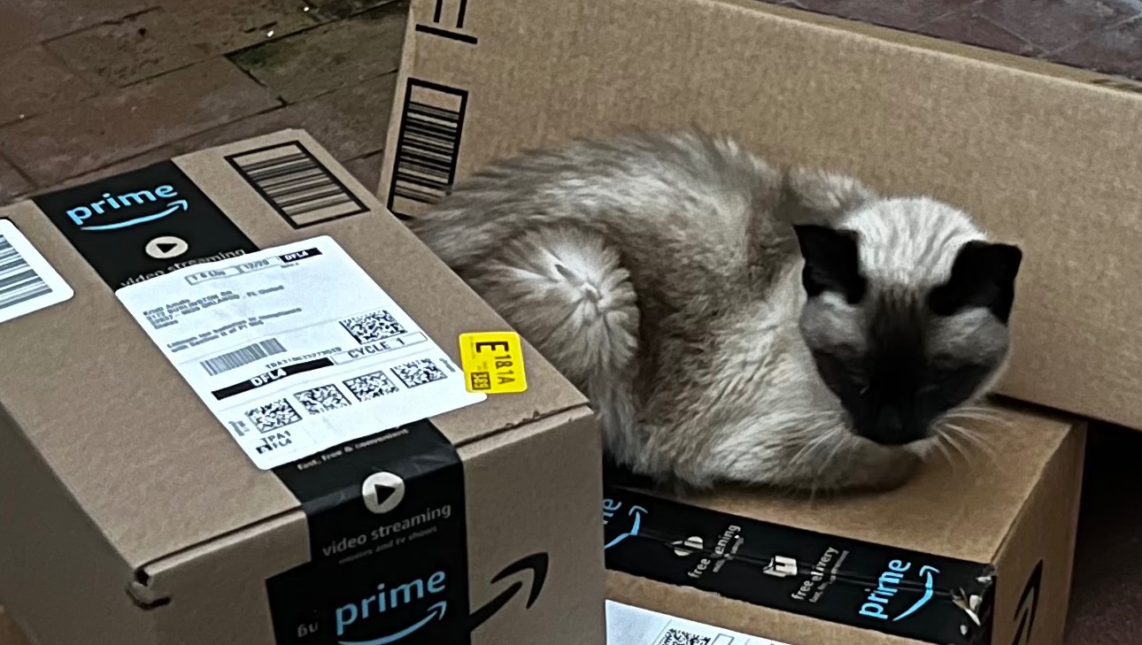 Fundraiser by David Ballentine : Bean the Siamese Cat