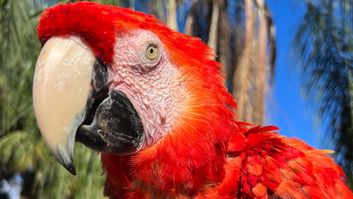 Fundraiser by Destiny Floyd : Please help save my macaw belle’s life