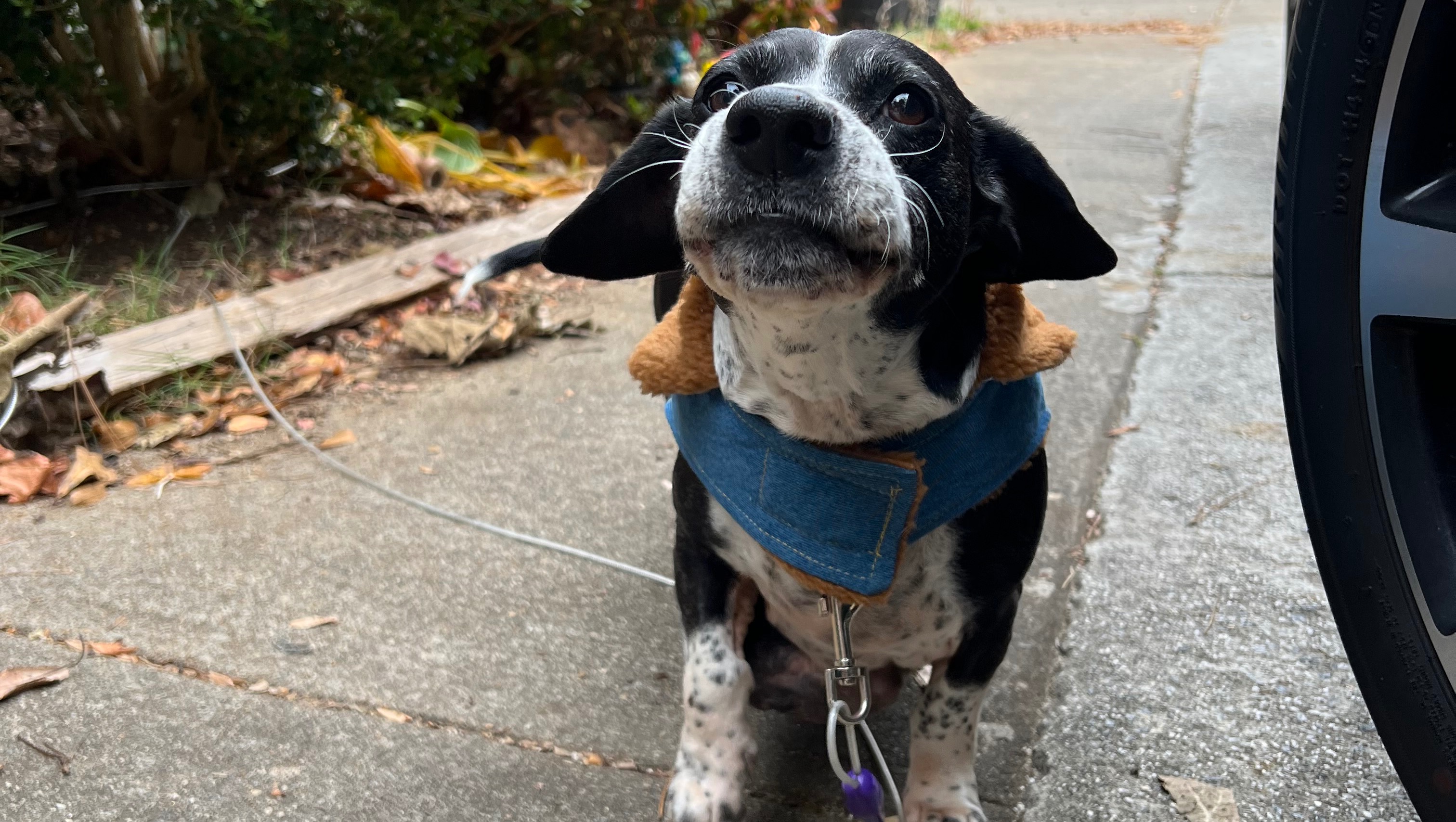 Fundraiser for Shane Regal by Lexis Regal : Lucy’s tumor removal fund