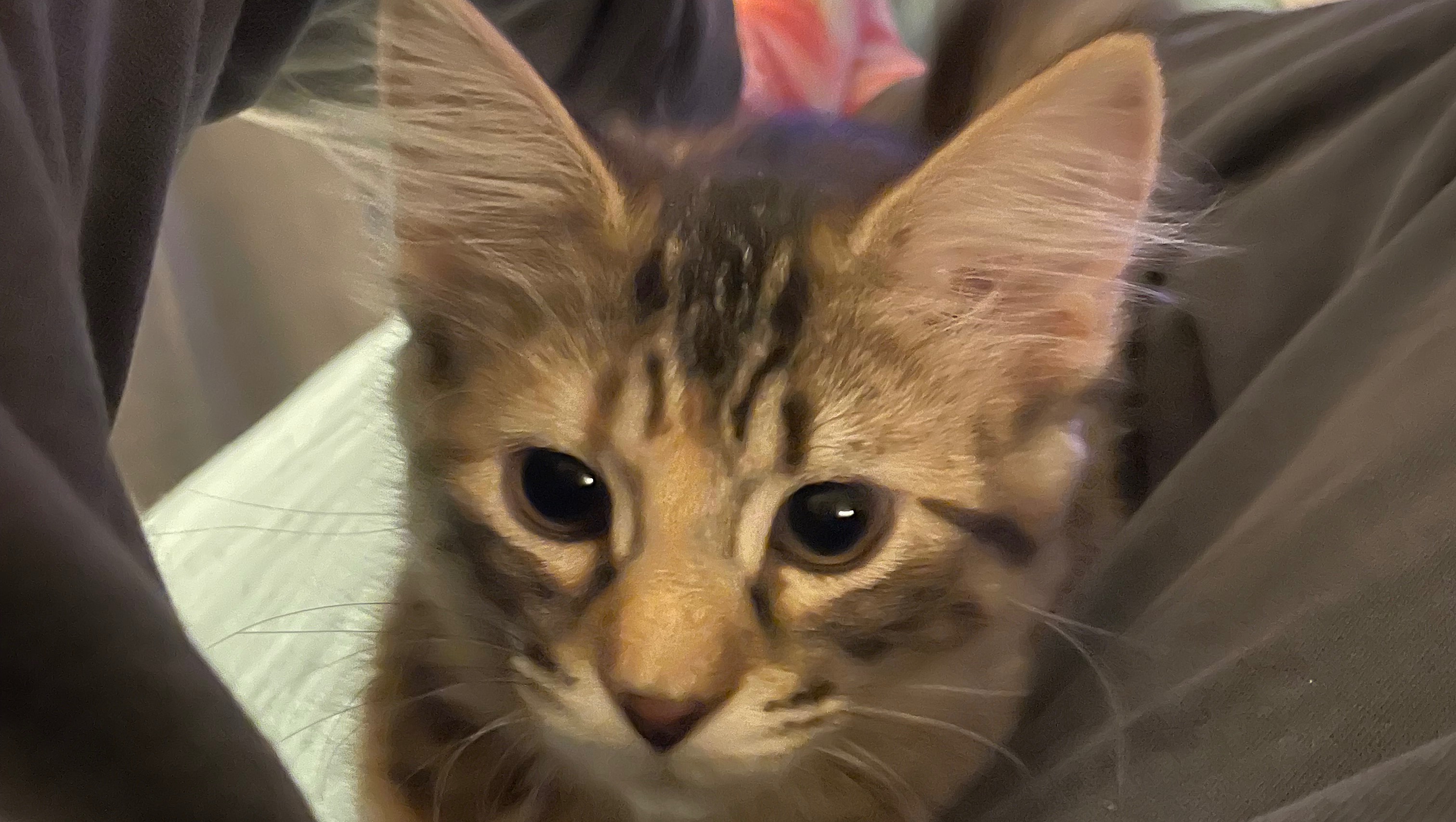 Fundraiser by Austin Guzzardo : My kitten, Paquita Guzzardo