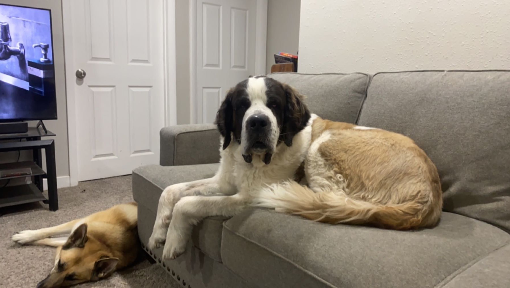 Fundraiser by Haley Ahlers : Bernie’s Surgery