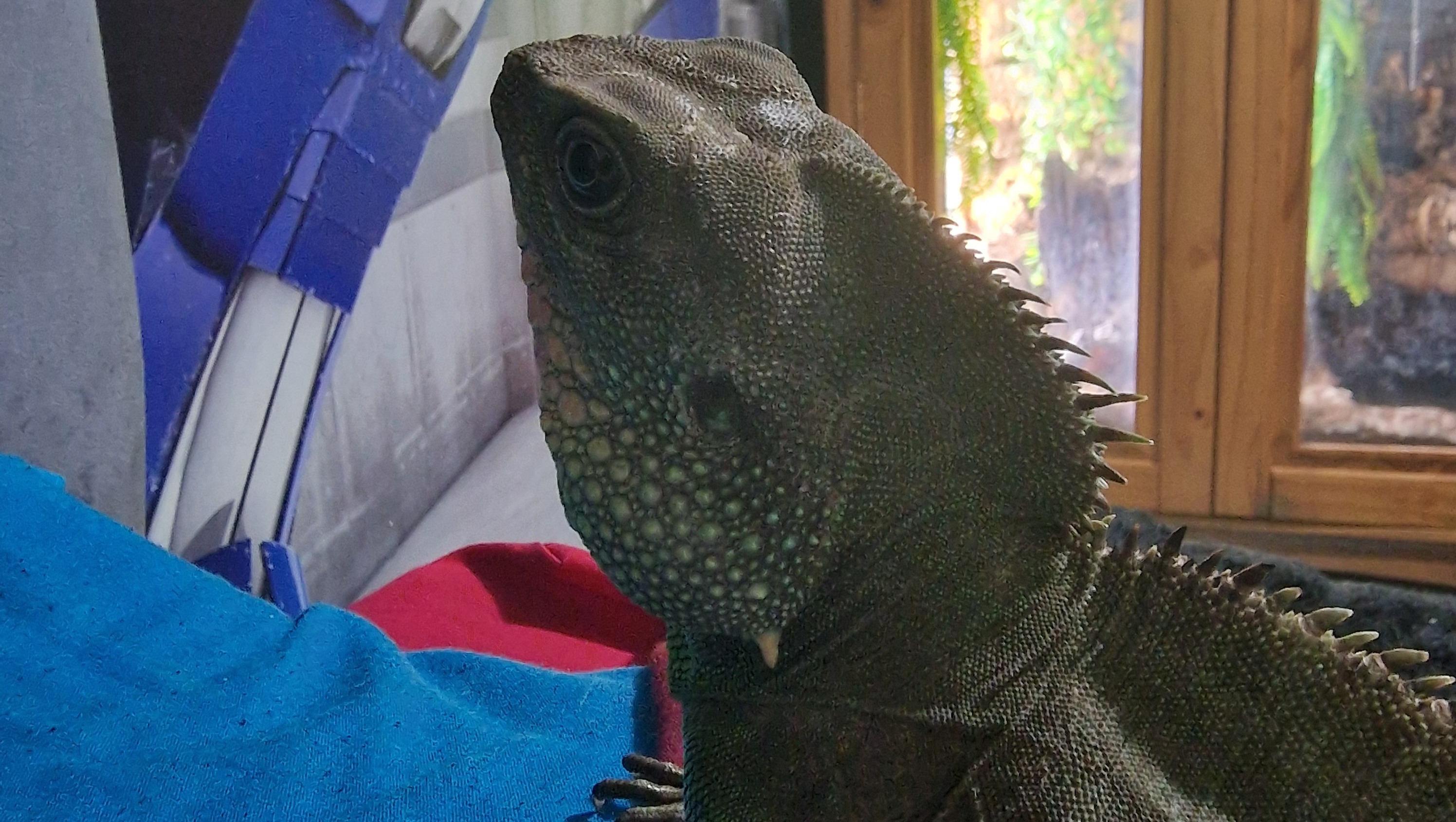 Fundraiser by Samuel Ruthven : Help with lizard prolapse surgery