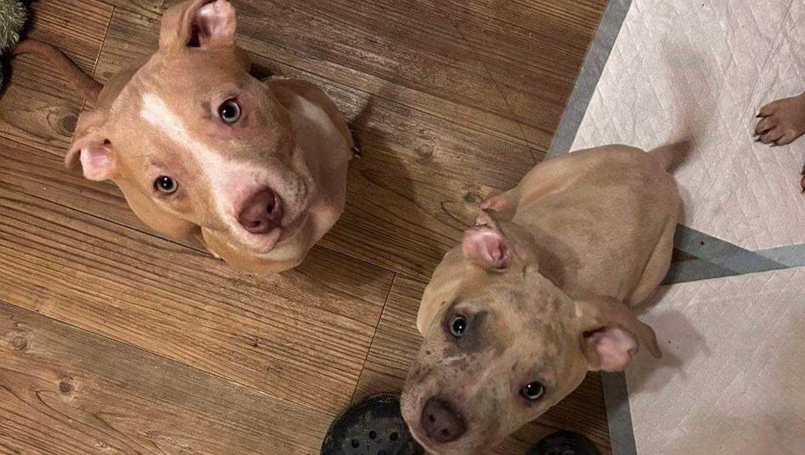 Fundraiser by Brad Watson : Help me continue to save these bull breeds